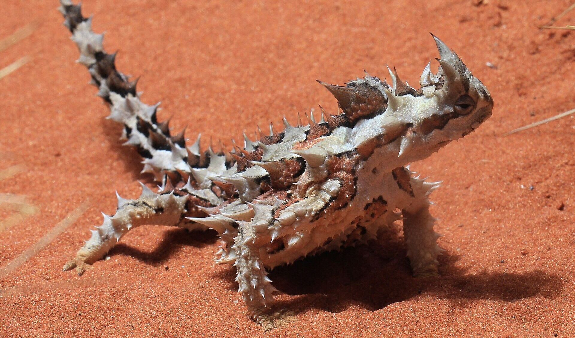 Thorny devil facts, distribution & population | BioDB