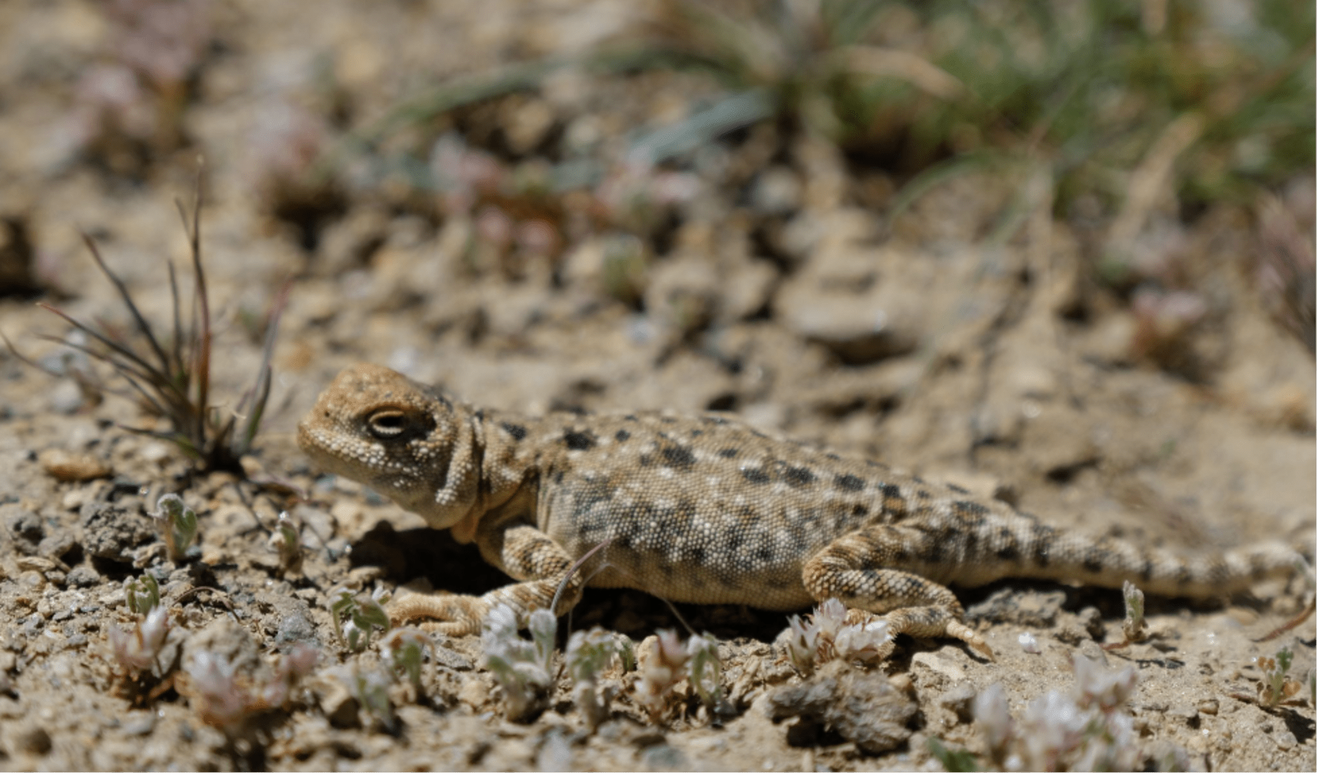 Theobald’s toad-headed agama facts, distribution & population | BioDB