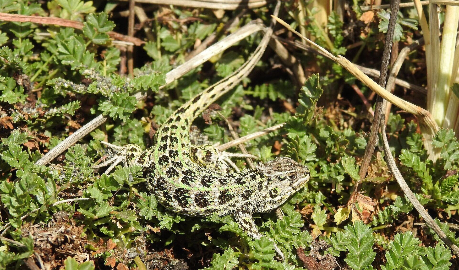 Magellanic iguana facts, distribution & population | BioDB