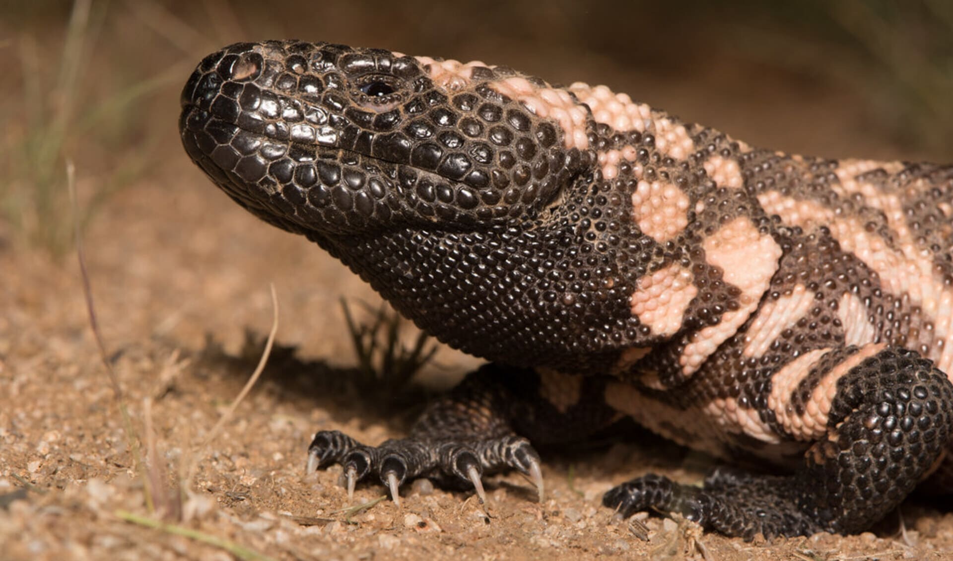 Gila monster facts, distribution & population | BioDB