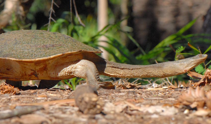 Chelodina – Snake-necked turtles: facts, distribution & population | BioDB