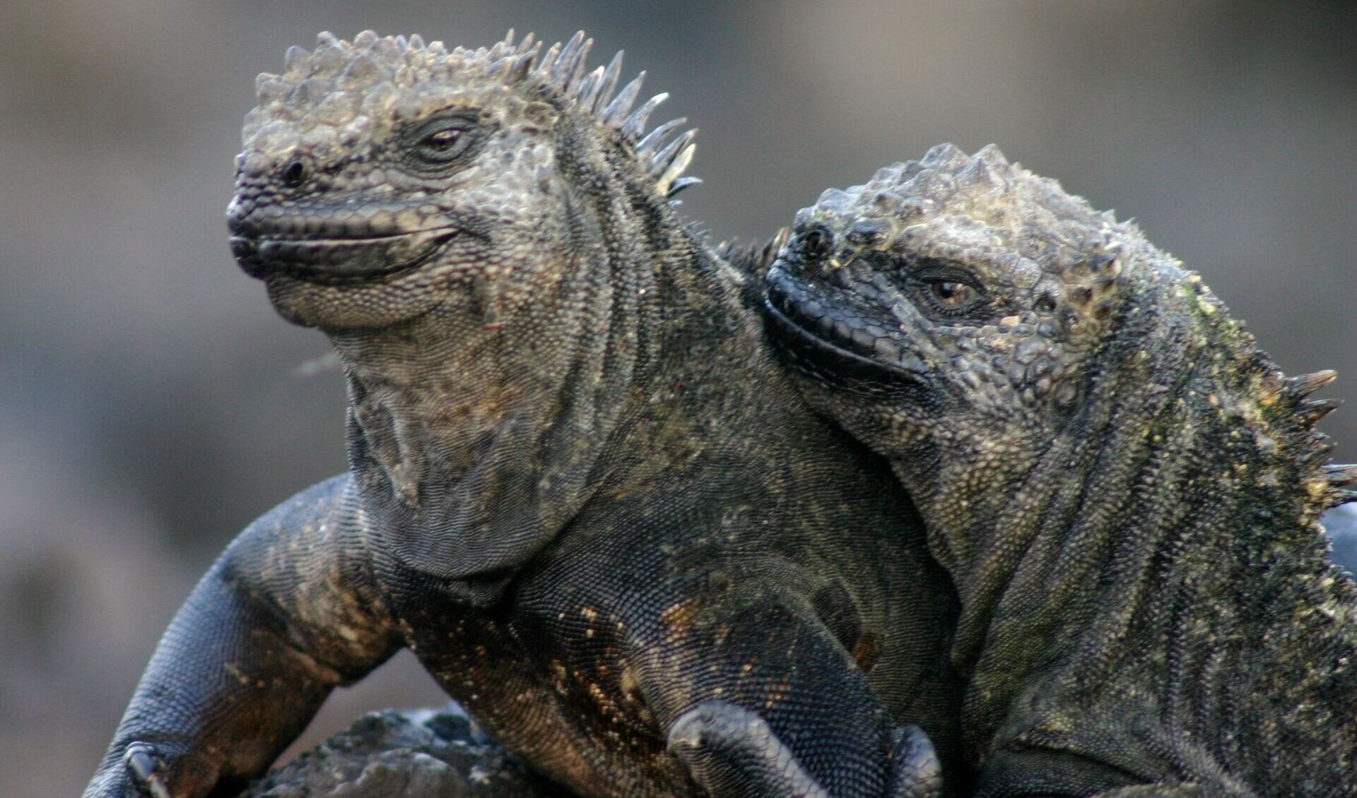 Marine iguana facts, distribution & population | BioDB