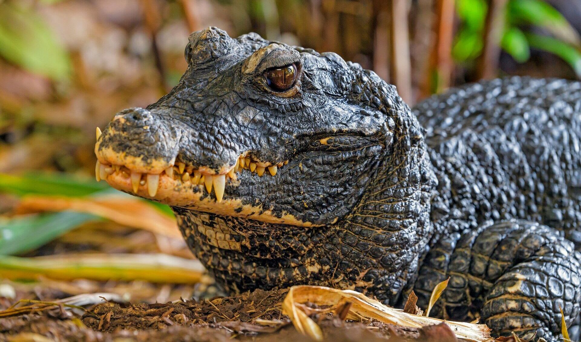 Dwarf crocodile facts, distribution & population | BioDB