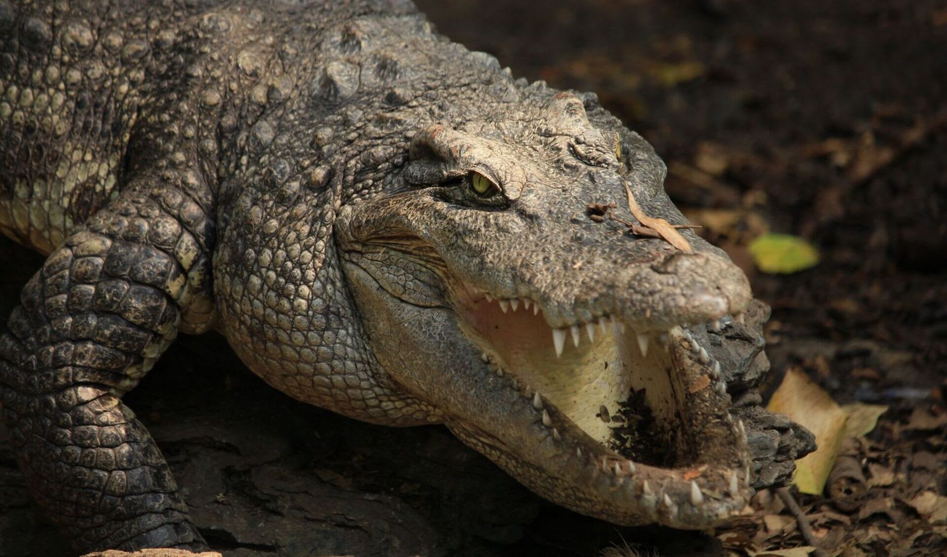 West African slender-snouted crocodile facts, distribution & population ...