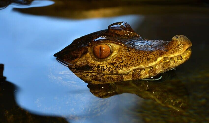 Paleosuchus – Dwarf caimans: facts, distribution & population | BioDB