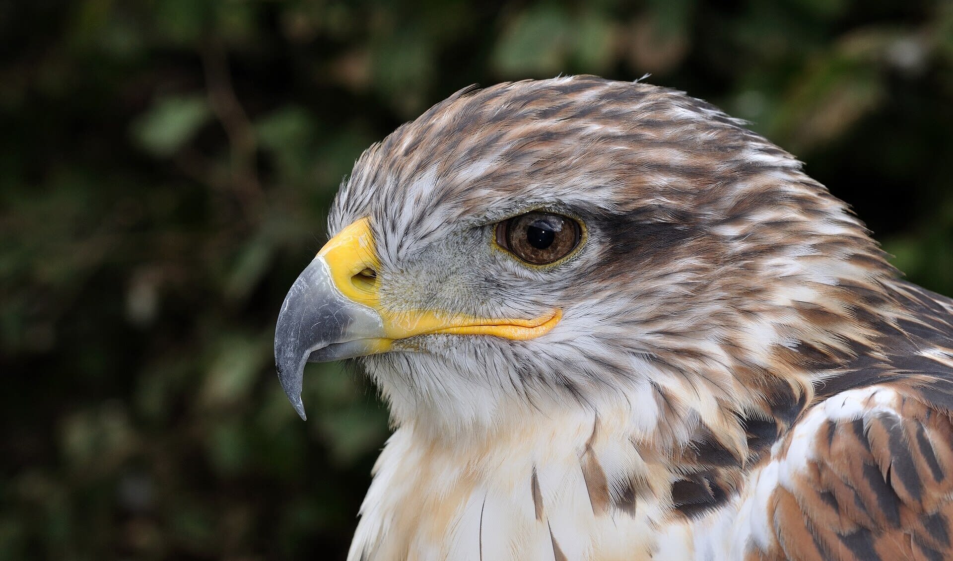 Ferruginous Hawk facts, distribution & population | BioDB