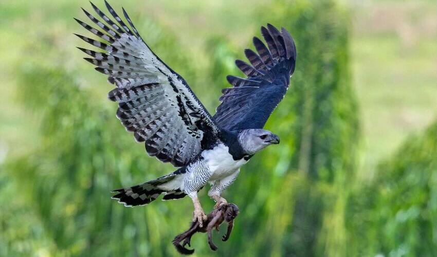 Harpia - Harpy eagle: facts, distribution & population | BioDB