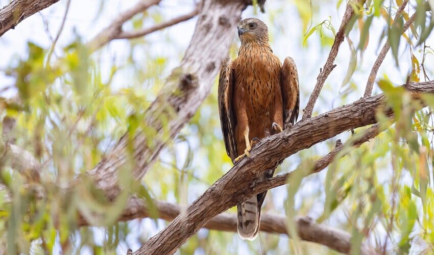 Erythrotriorchis – Red goshawks: facts, distribution & population | BioDB