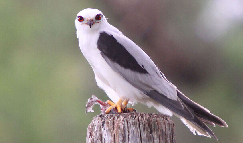 Elanus: facts, distribution & population | BioDB