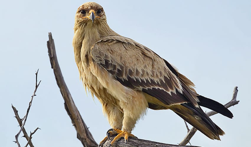 Aquila – True eagles: facts, distribution & population | BioDB