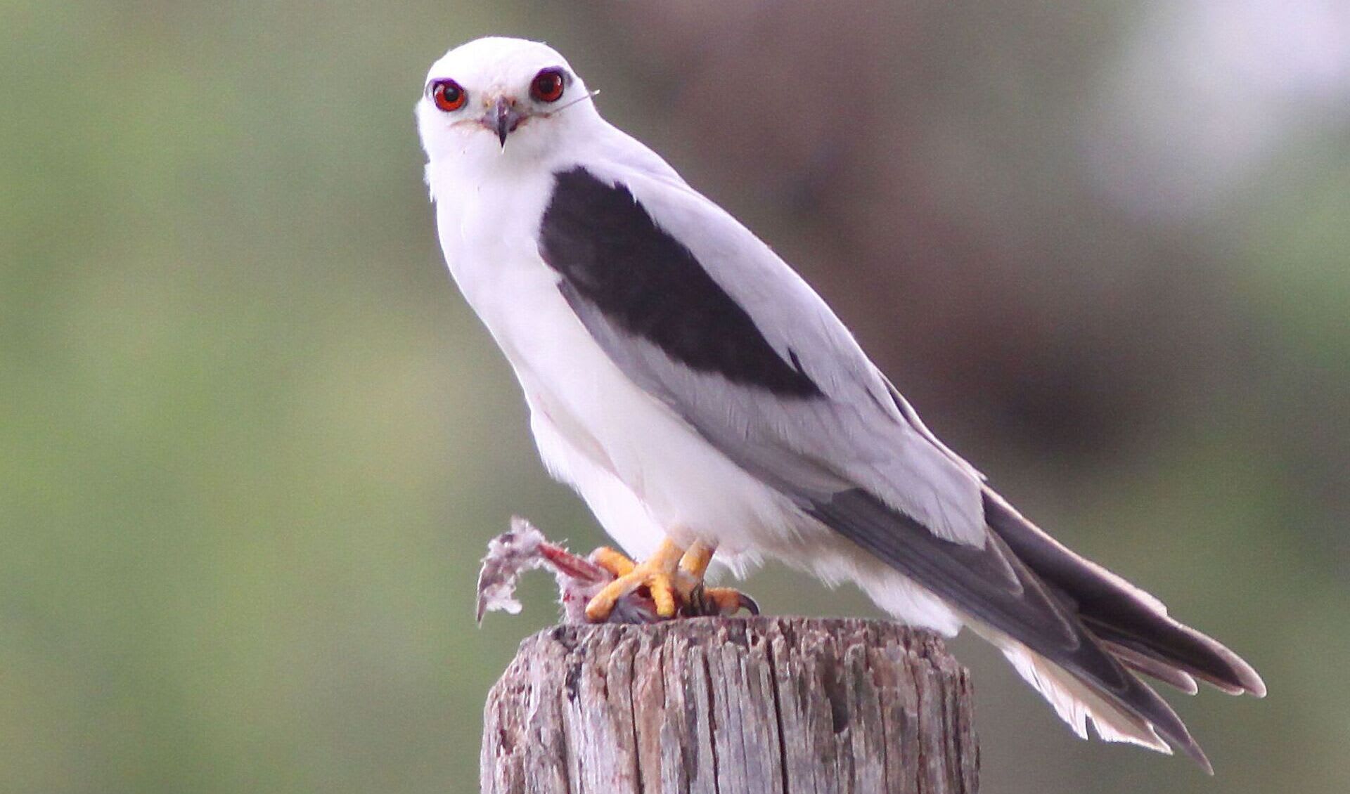 White-collared kite facts, distribution & population | BioDB