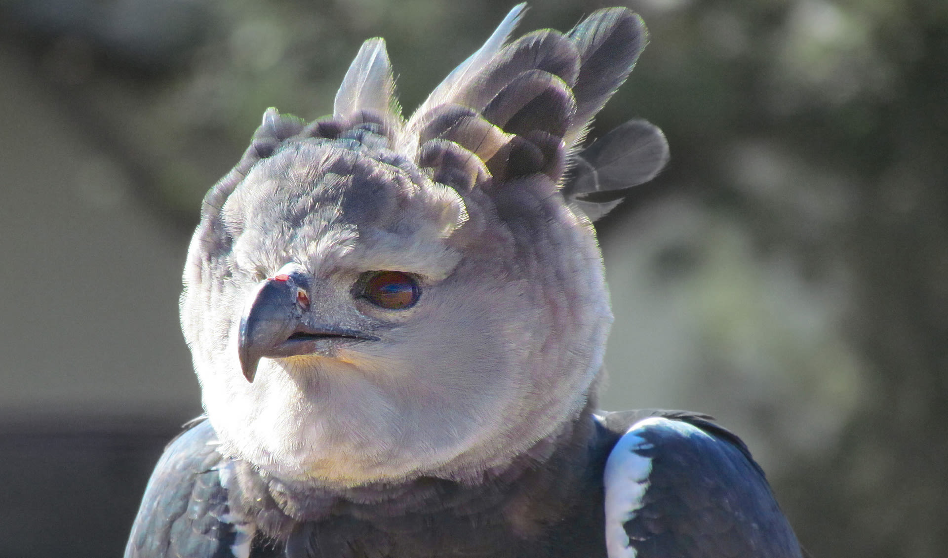 Harpy eagle facts, distribution & population | BioDB
