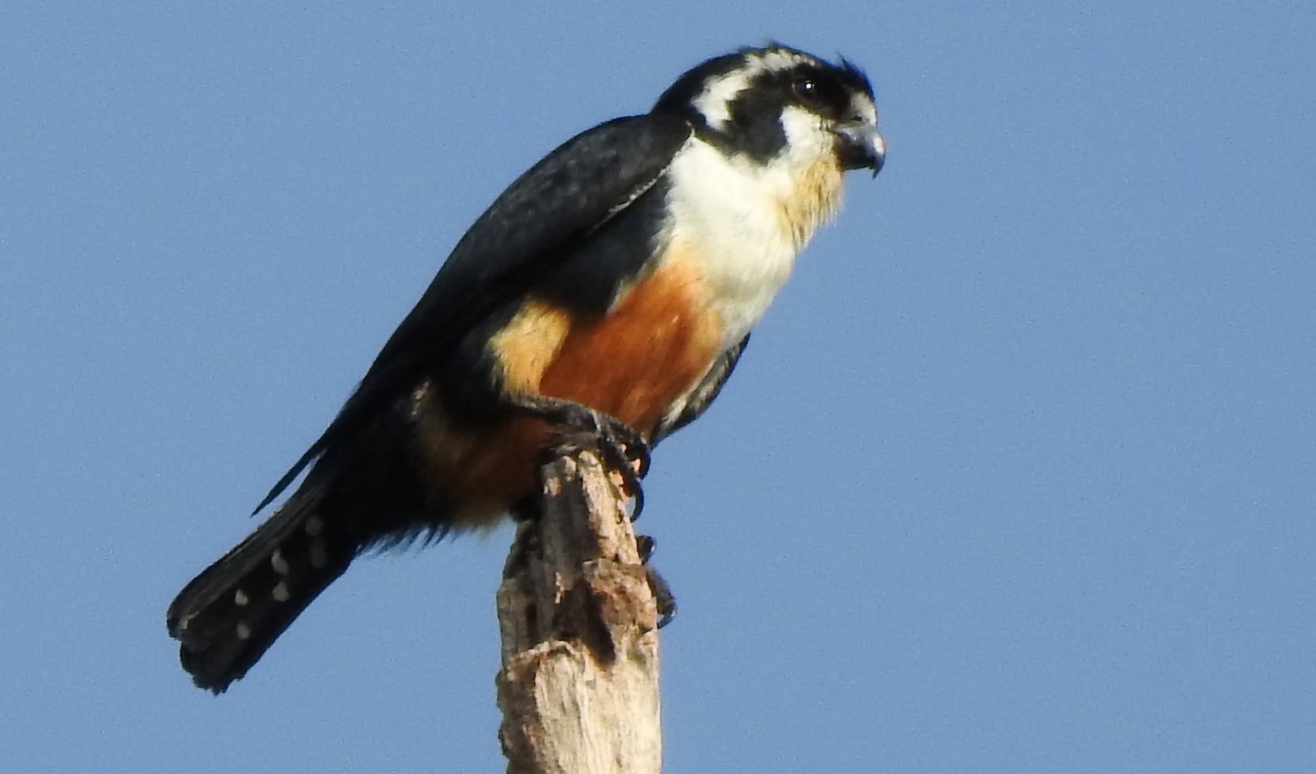 Black-thighed falconet facts, distribution & population | BioDB