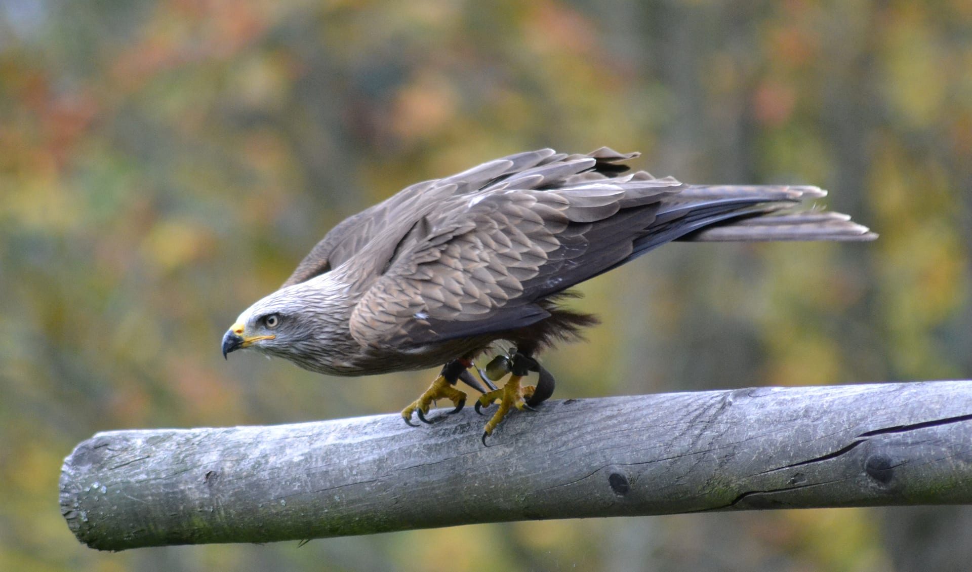 Grey falcon facts, distribution & population | BioDB