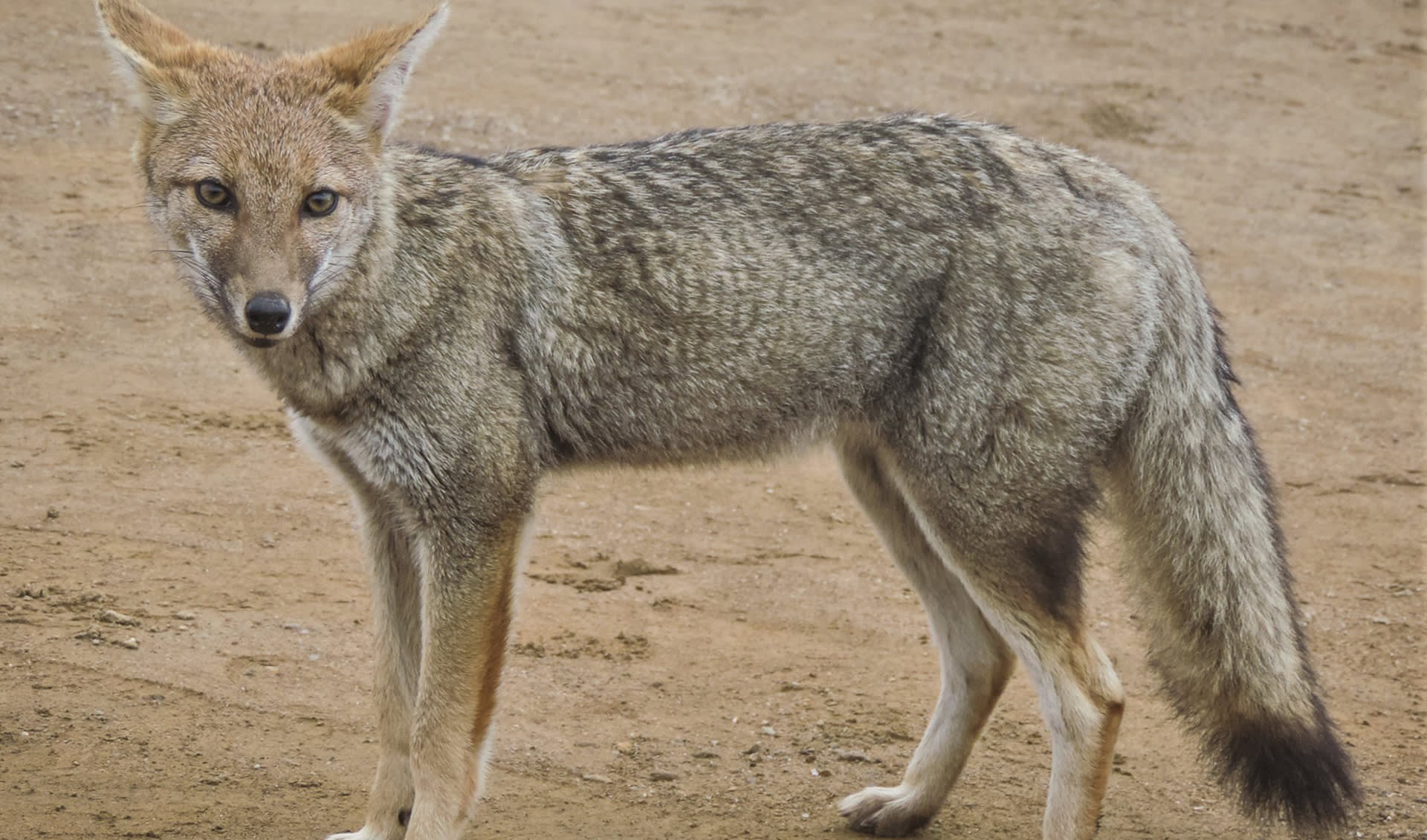 Pampas fox facts, distribution & population | BioDB