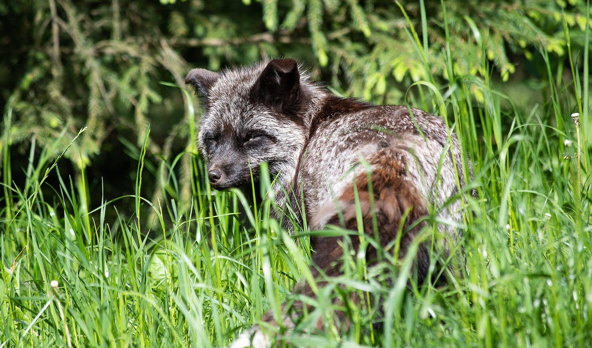 Darwin's fox facts, distribution & population | BioDB