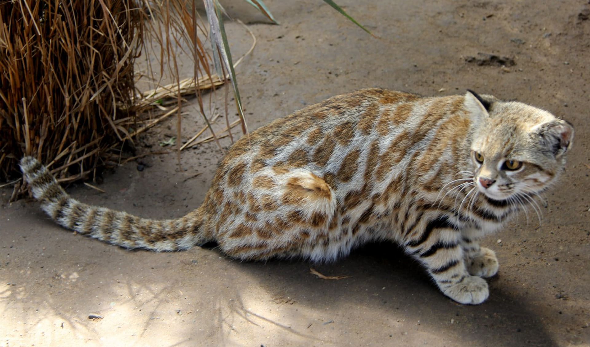 Pampas cat facts, distribution & population | BioDB