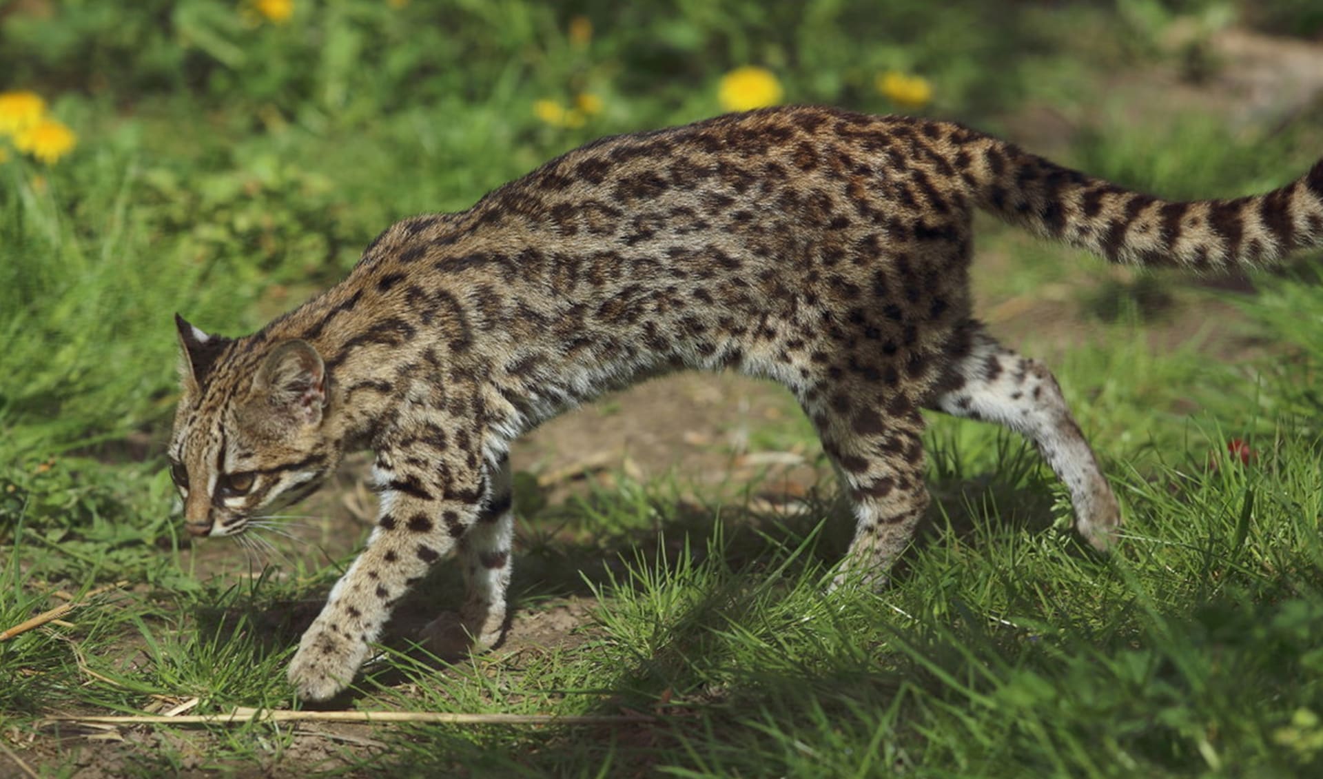 Oncilla facts, distribution & population | BioDB