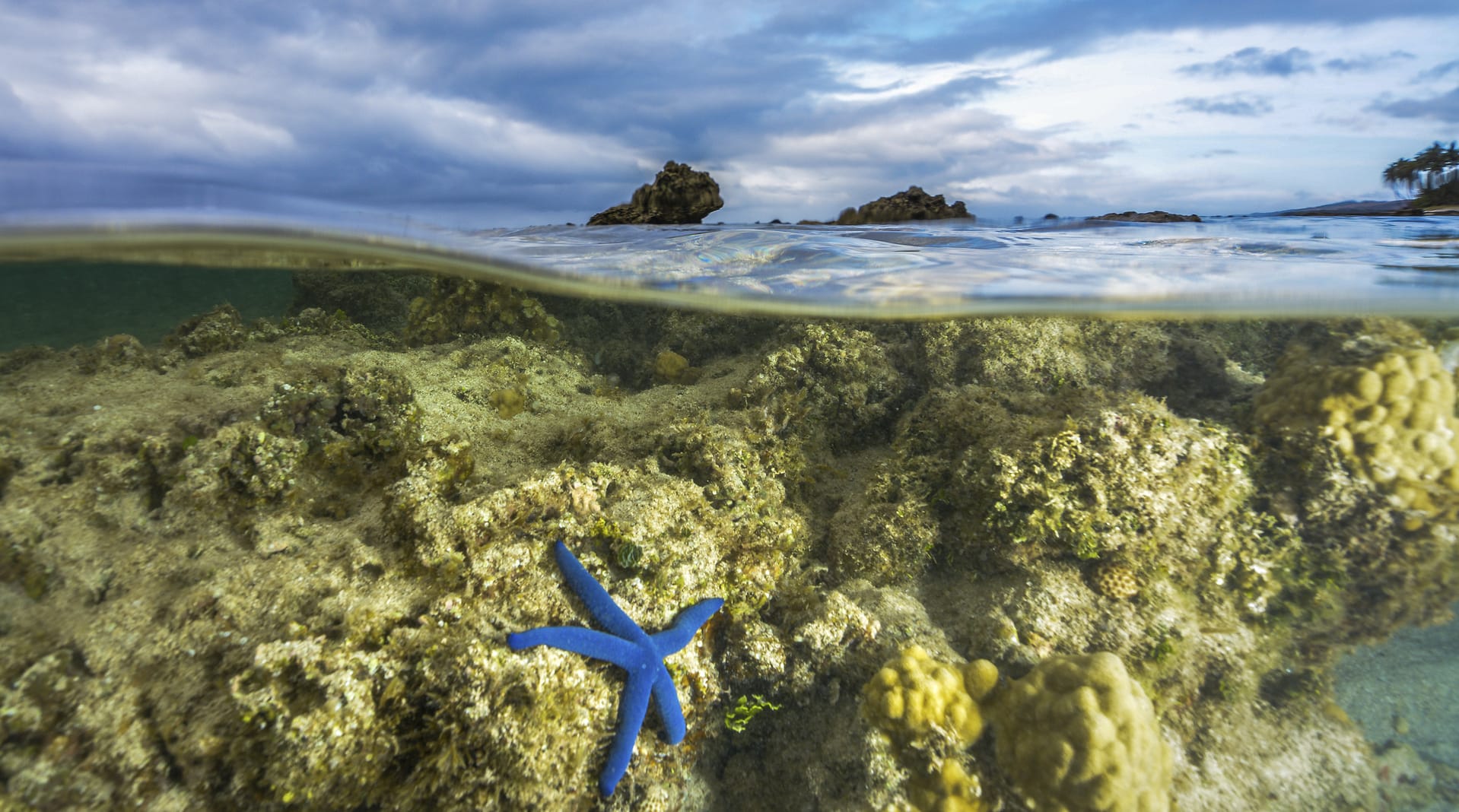 Why do animals disappear? | BioDB