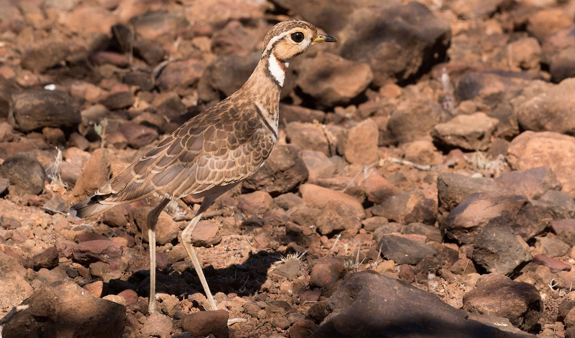 Jerdon's courser facts, distribution & population | BioDB