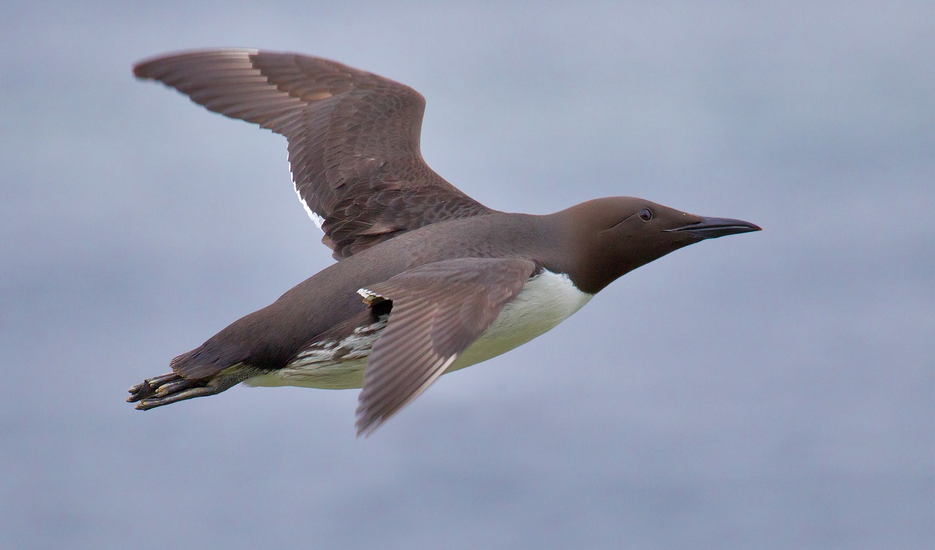 Common murre facts, distribution & population | BioDB