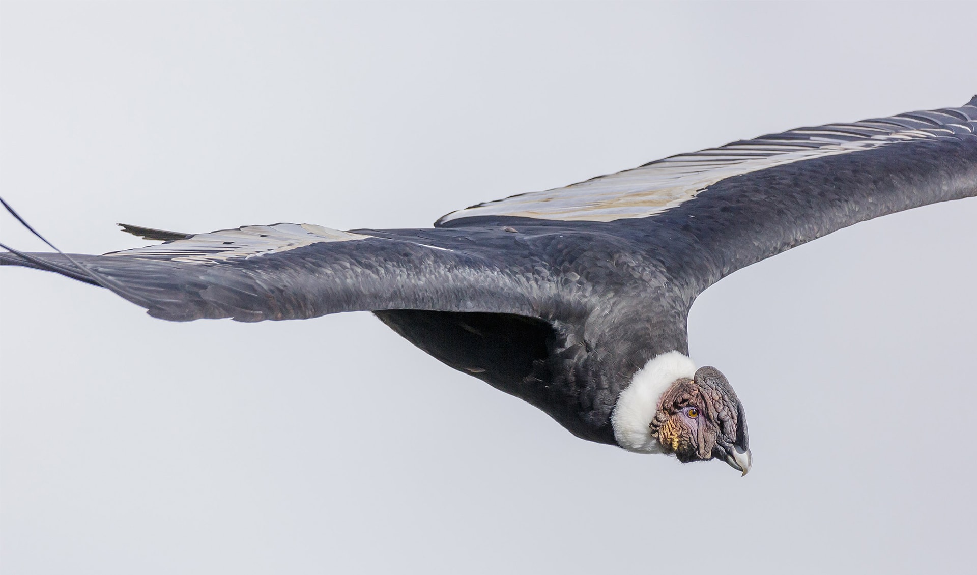 Andean condor facts, distribution & population | BioDB