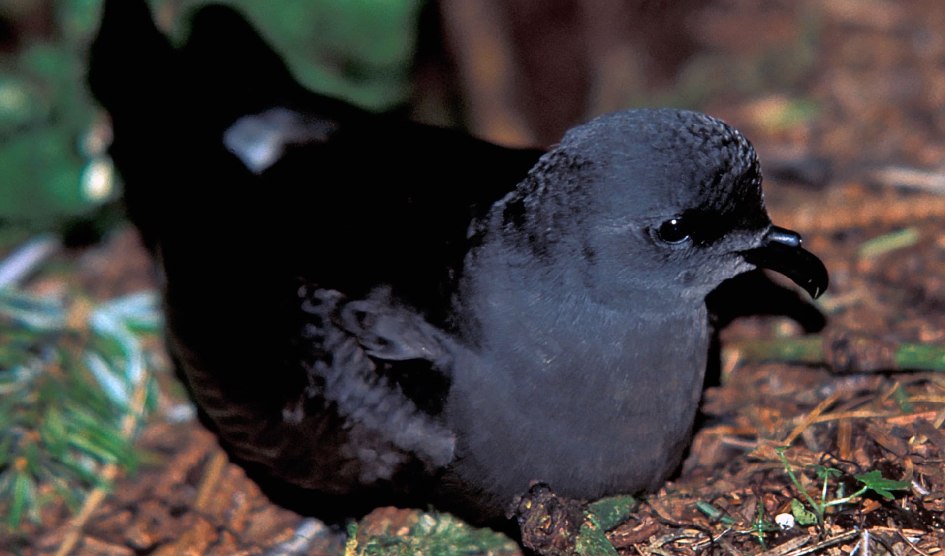 Hydrobatidae – Northern storm-petrels: facts, distribution & population ...