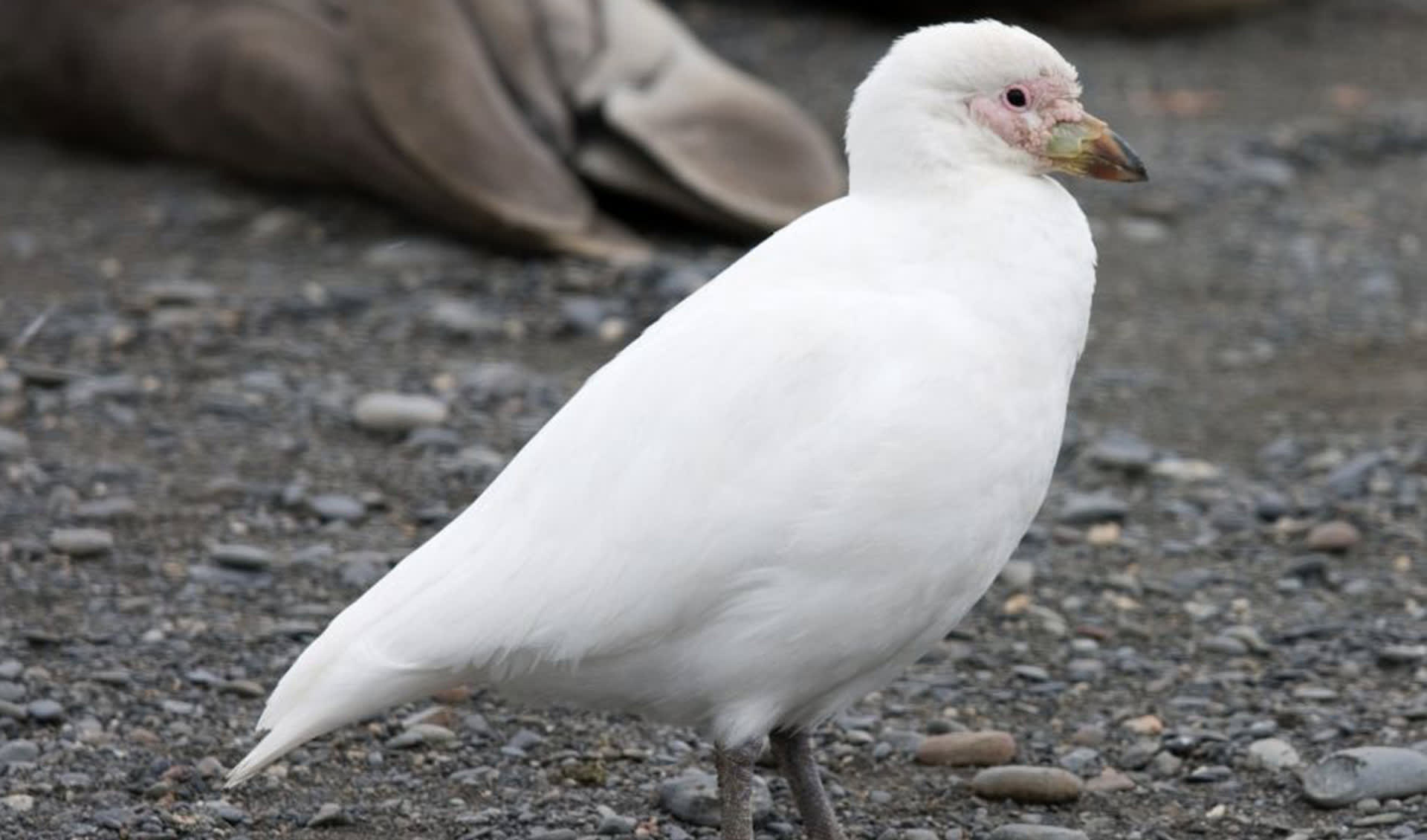 Snowy sheathbill facts, distribution & population | BioDB