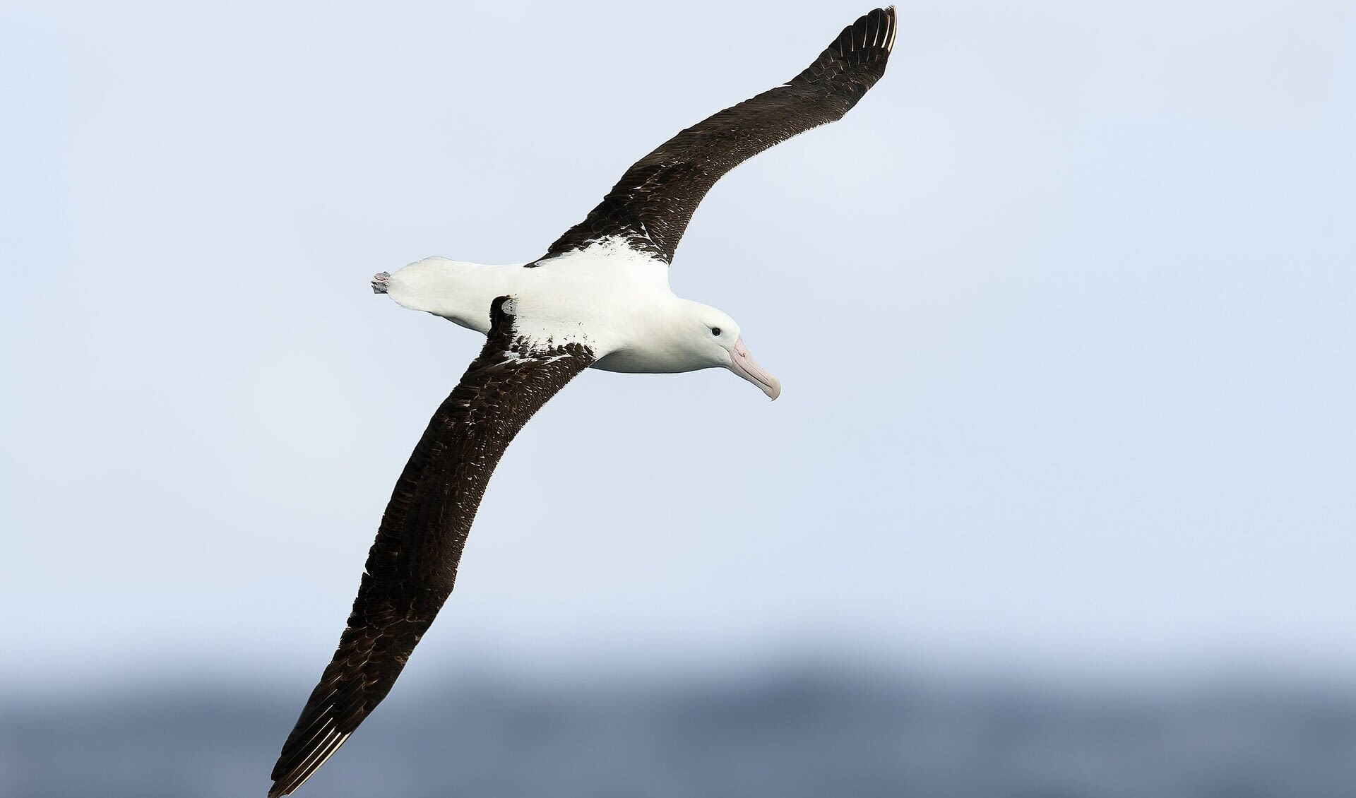 Royal albatross facts, distribution & population | BioDB