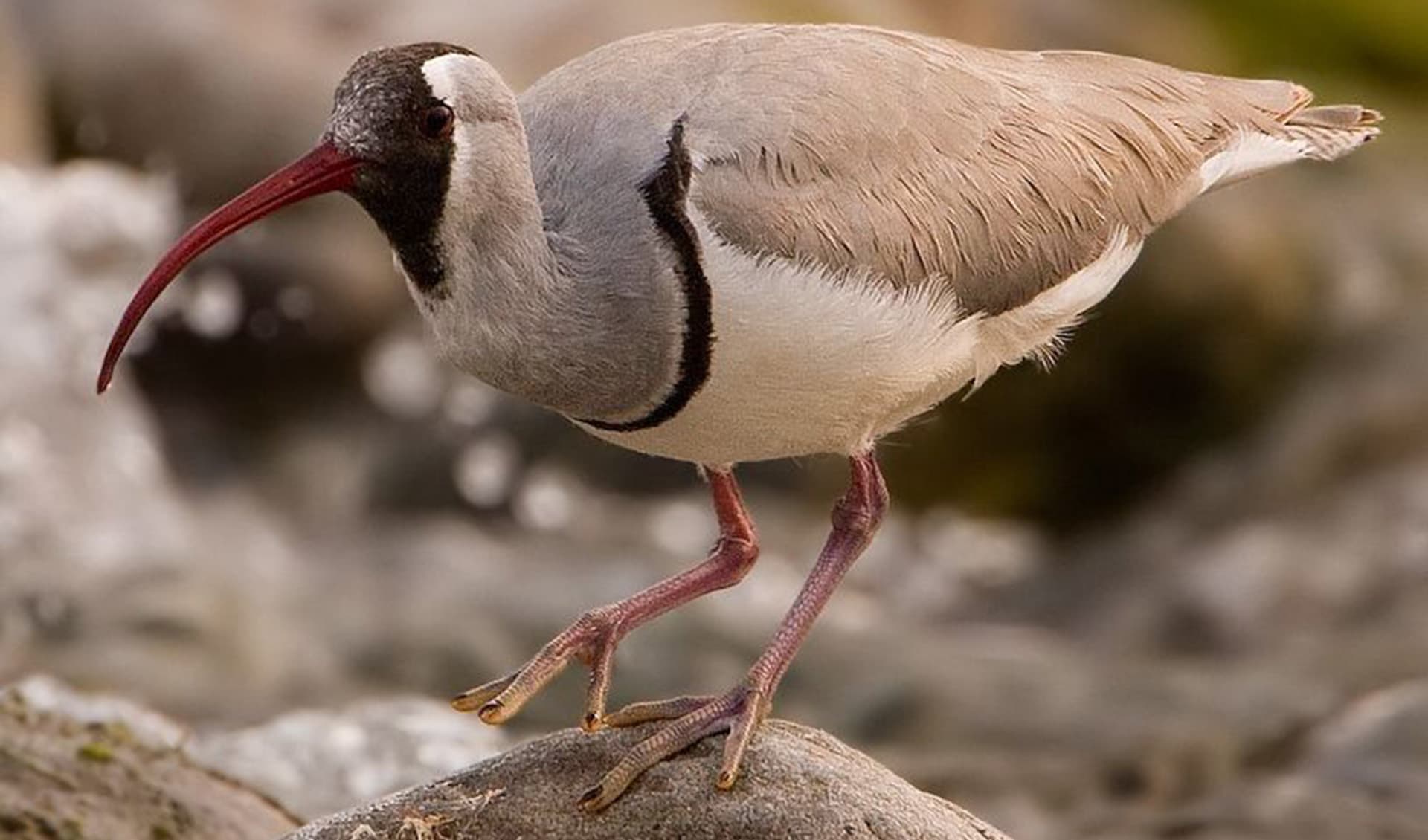 Ibisbill facts, distribution & population | BioDB