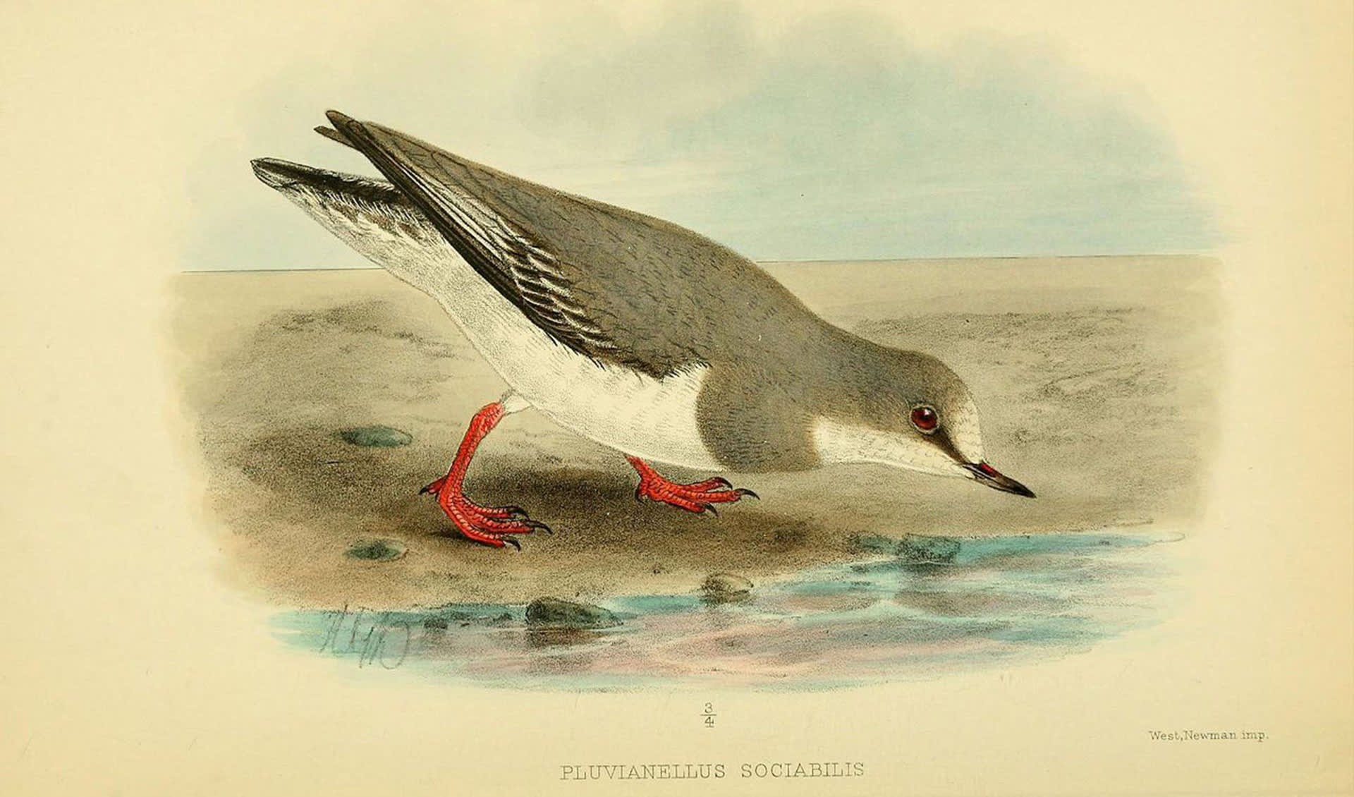 Magellanic plover facts, distribution & population | BioDB