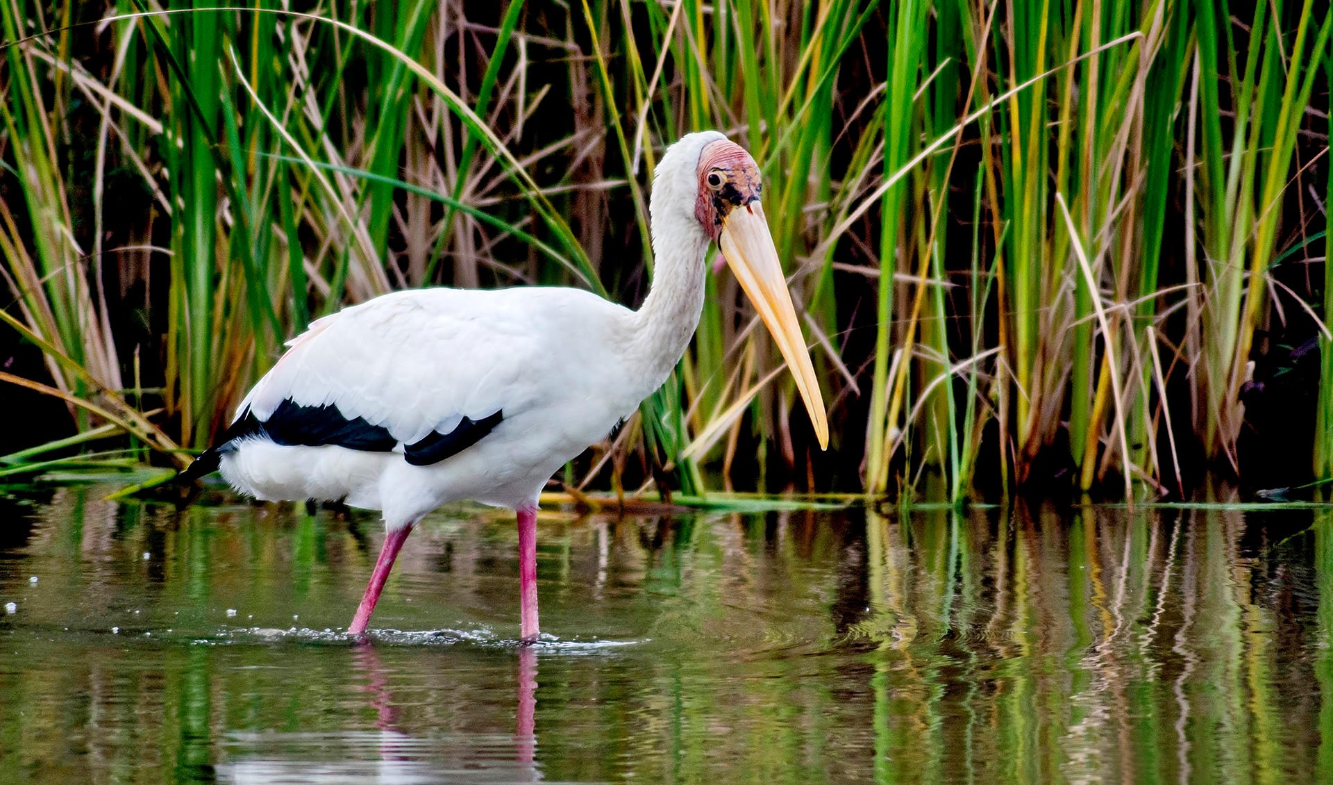 Milky stork facts, distribution & population | BioDB