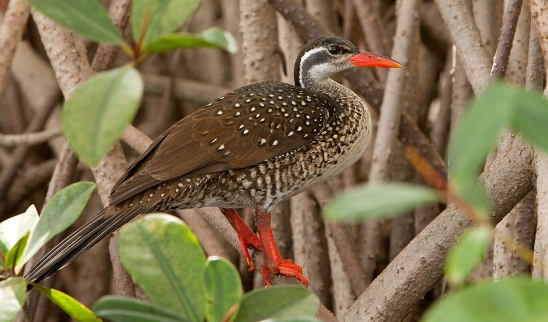 Masked finfoot facts, distribution & population | BioDB