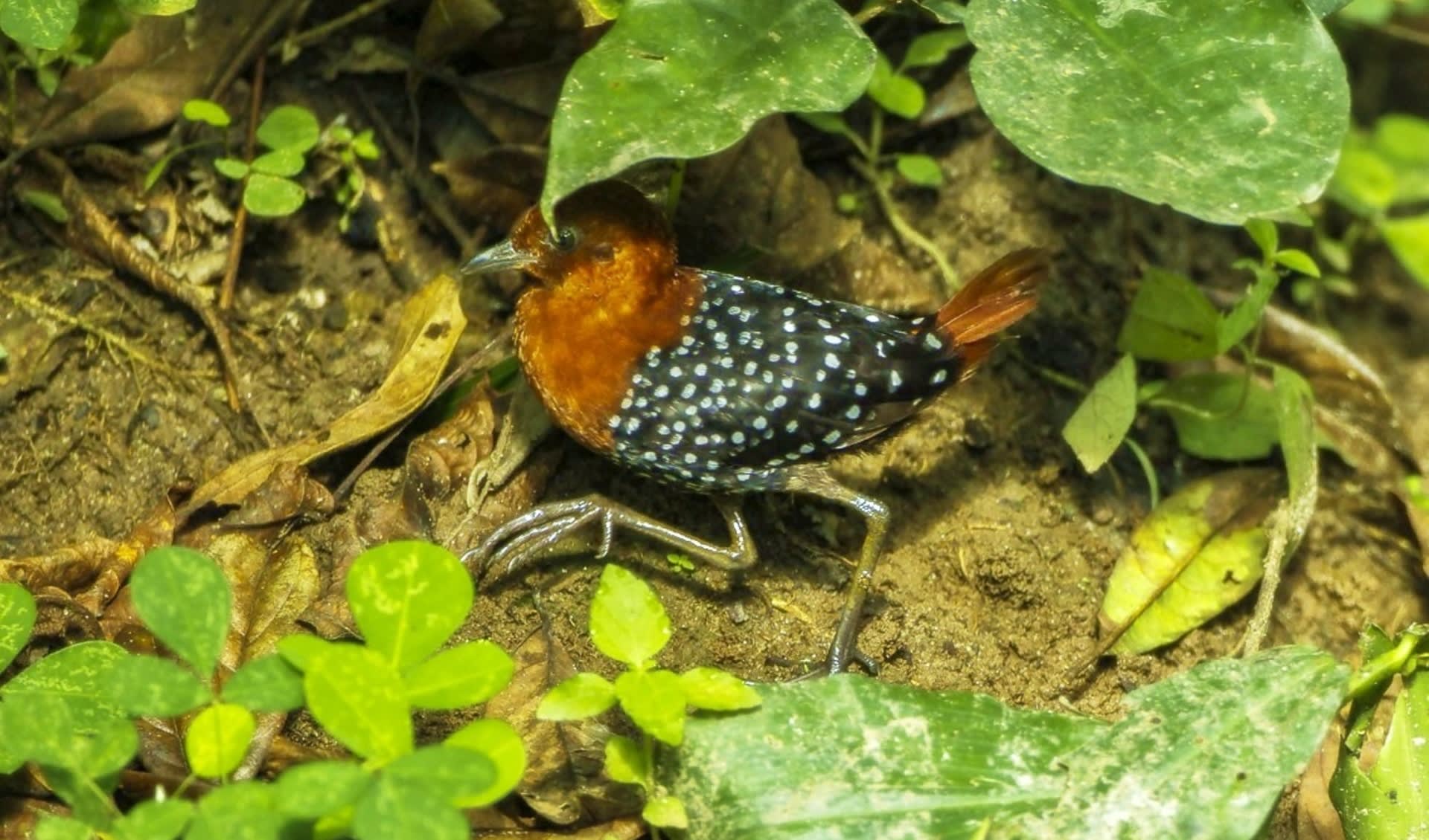 White-spotted flufftail facts, distribution & population | BioDB