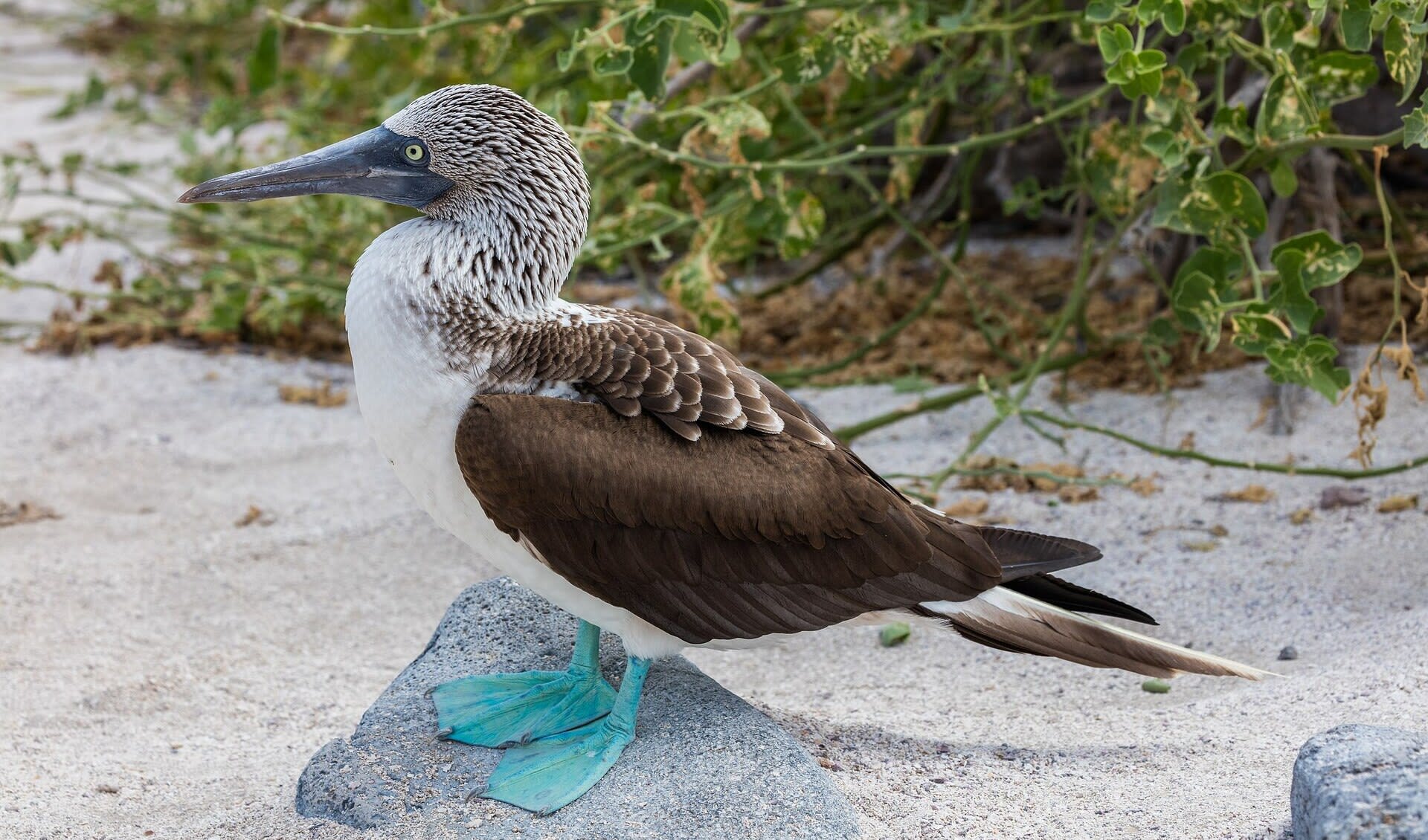 Blue-footed booby facts, distribution & population | BioDB