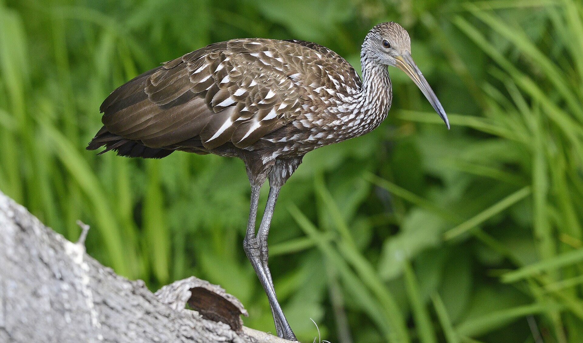 Limpkin facts, distribution & population | BioDB