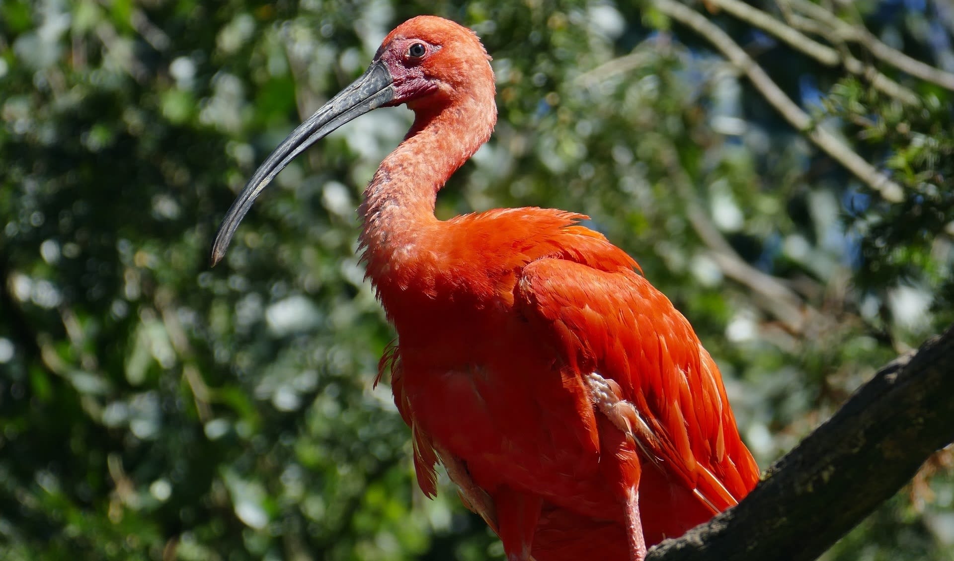 Scarlet ibis facts, distribution & population | BioDB