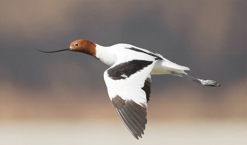 Recurvirostridae – Stilts & avocets: facts, distribution & population ...