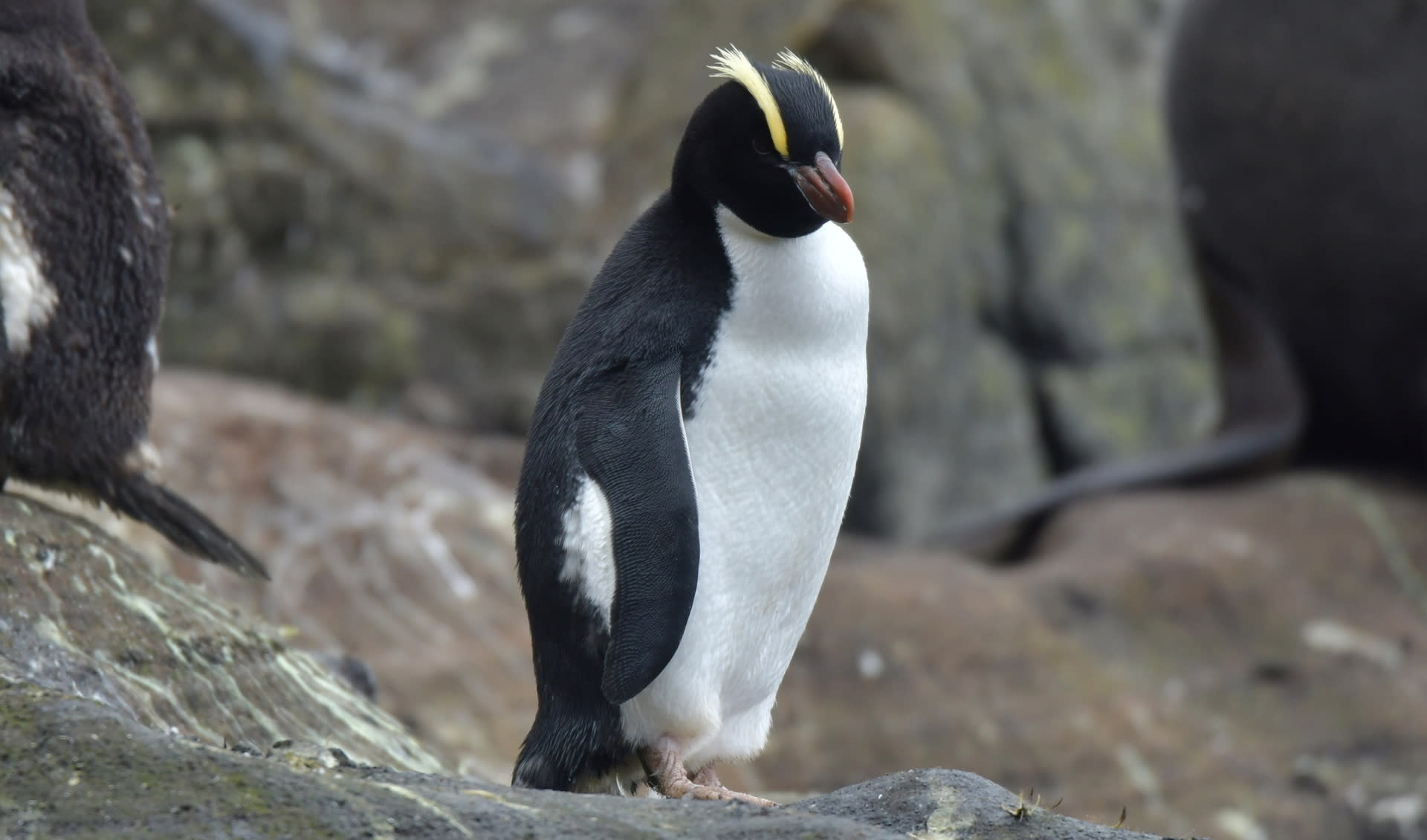 Erect-crested penguin facts, distribution & population | BioDB