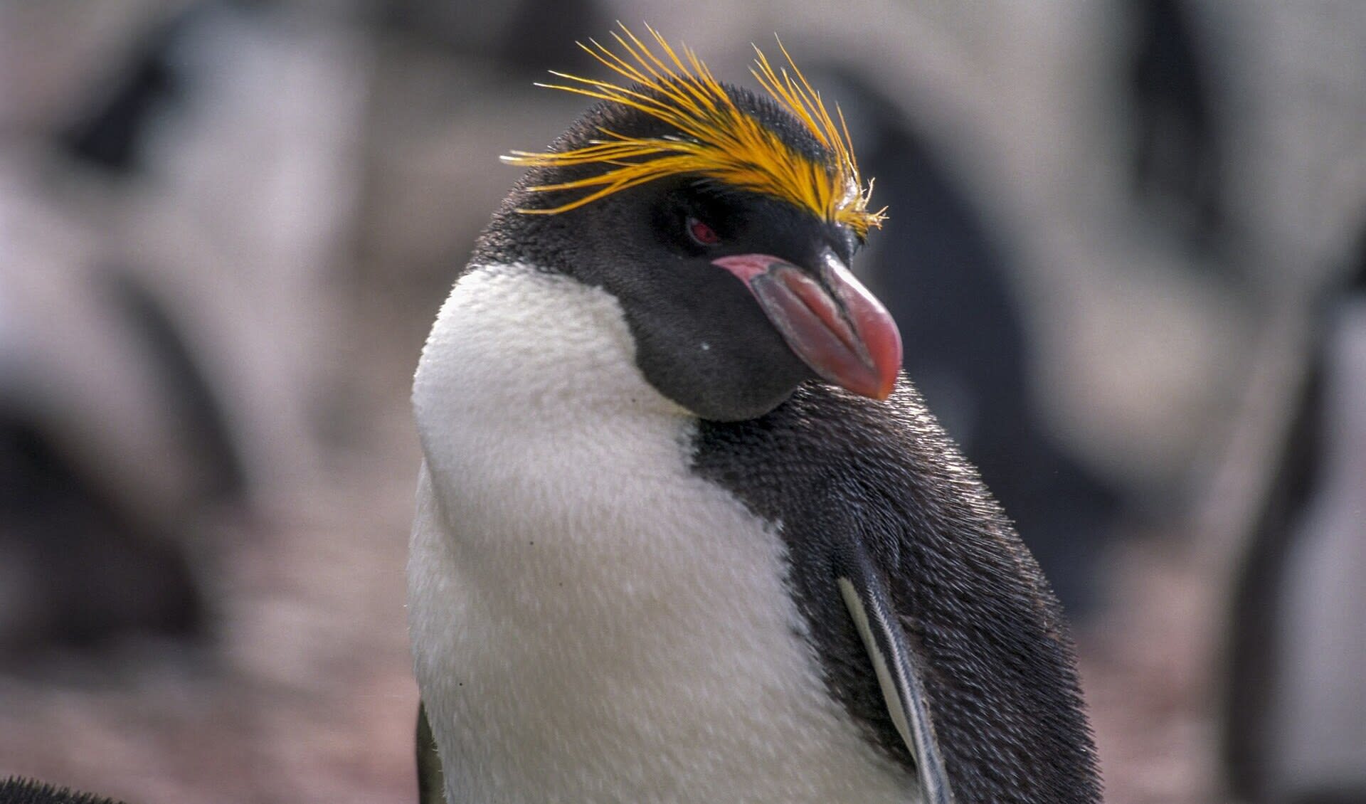 Macaroni penguin facts, distribution & population | BioDB
