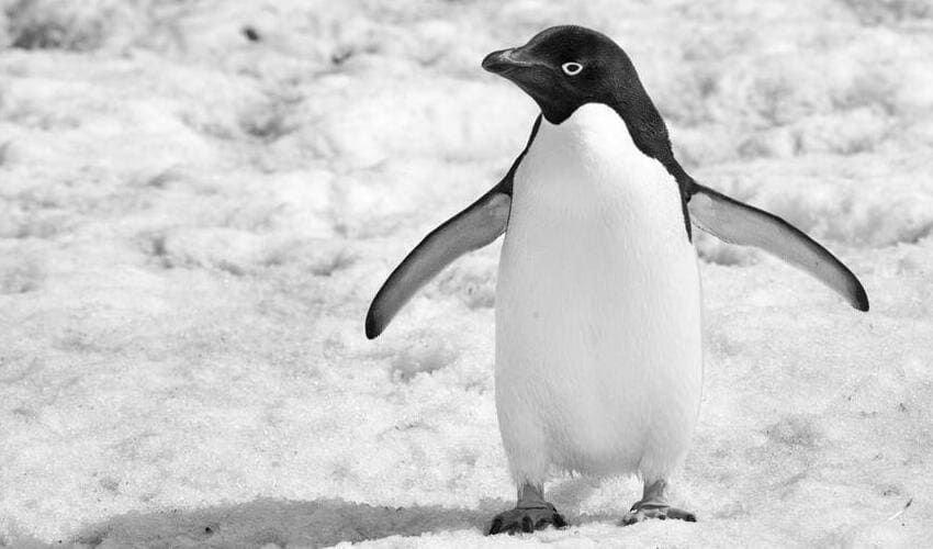 Pygoscelis – Brush-tailed penguins: facts, distribution & population ...