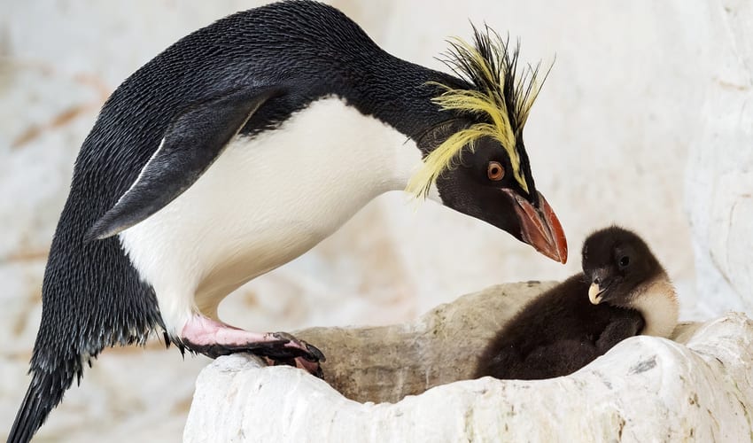 Eudyptes – Crested penguins: facts, distribution & population | BioDB
