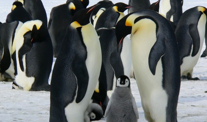 Aptenodytes – The great penguins: facts, distribution & population | BioDB