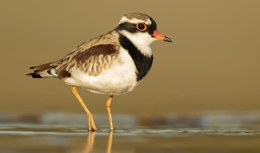 Charadriidae – Plovers & lapwings: facts, distribution & population | BioDB
