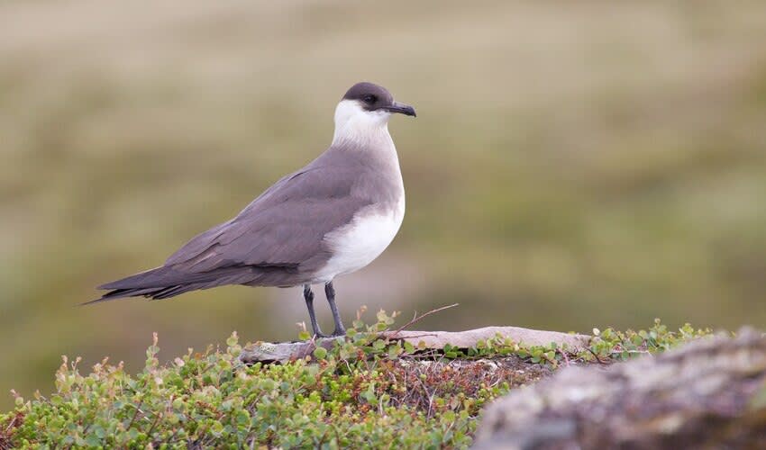 Stercorariidae – Skuas & jaegers: facts, distribution & population | BioDB