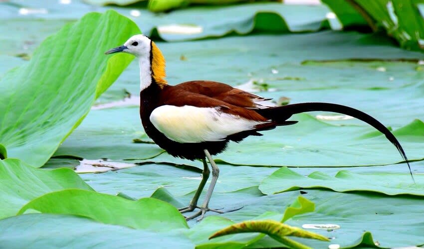 Jacanidae – Jacanas: facts, distribution & population | BioDB