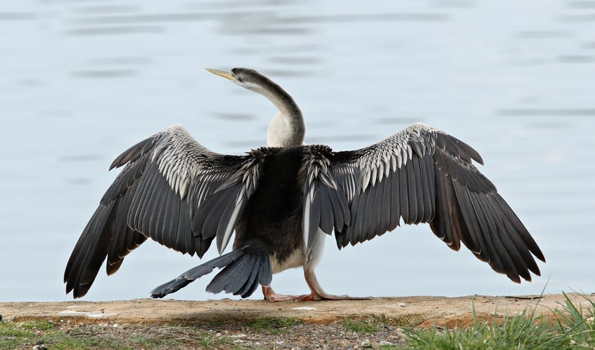 Anhinga – Anhingas: facts, distribution & population | BioDB