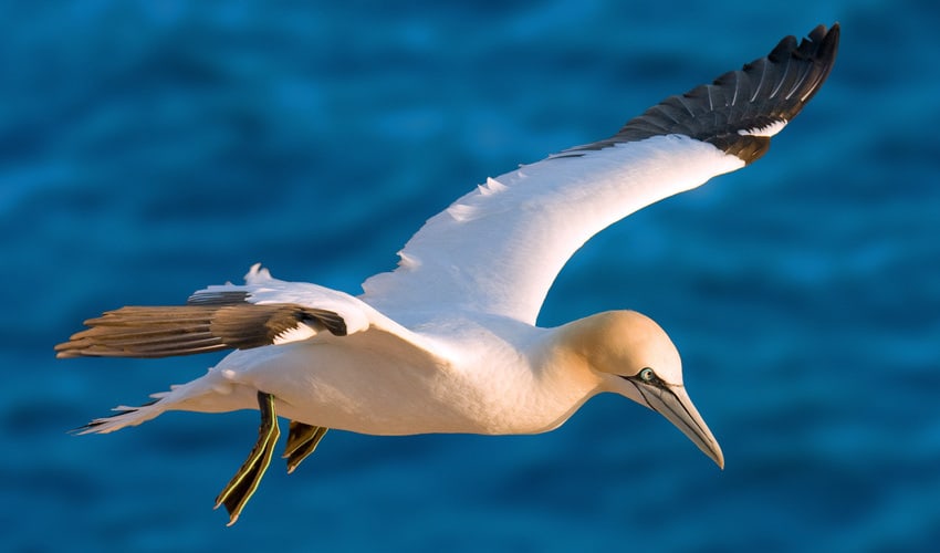 Sulidae – Boobies & gannets: facts, distribution & population | BioDB