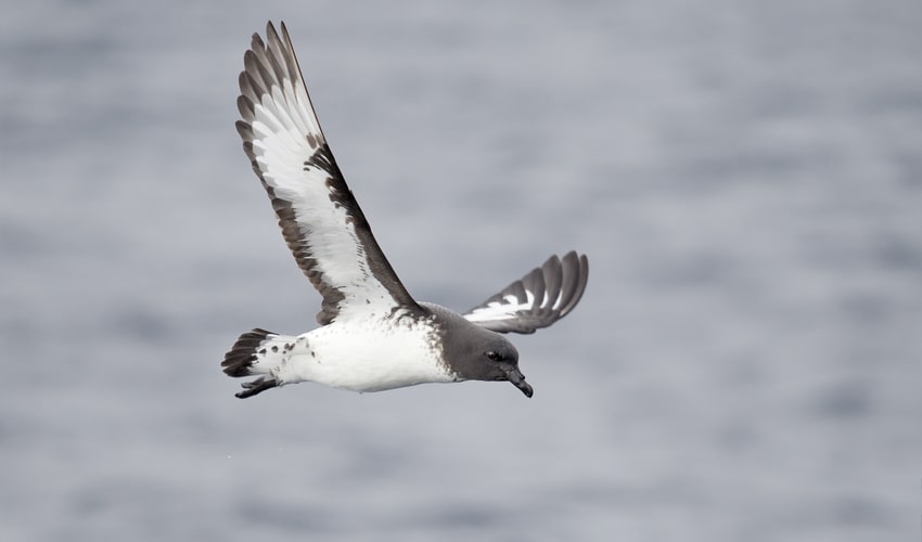 Procellariidae – Shearwaters & petrels: facts, distribution ...