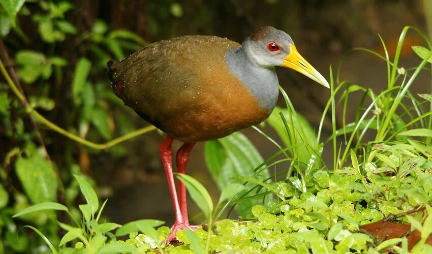 Rallidae – Rails, coots & moorhens: facts, distribution & population ...